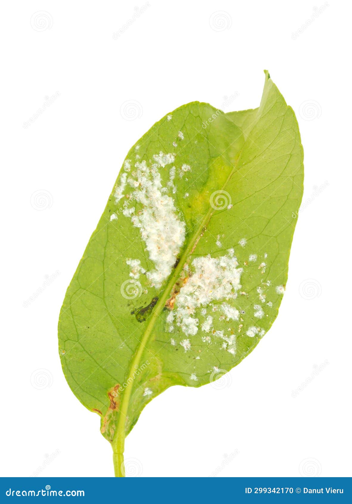 Lemon Tree Leaf Infested by Cochineal Disease Isolated on White ...