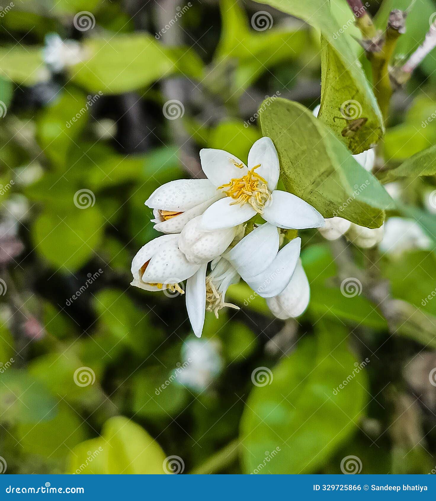 White Lemon Flowers On Its Tree. Lemon Tree Blossom On Its Tree, Flower ...