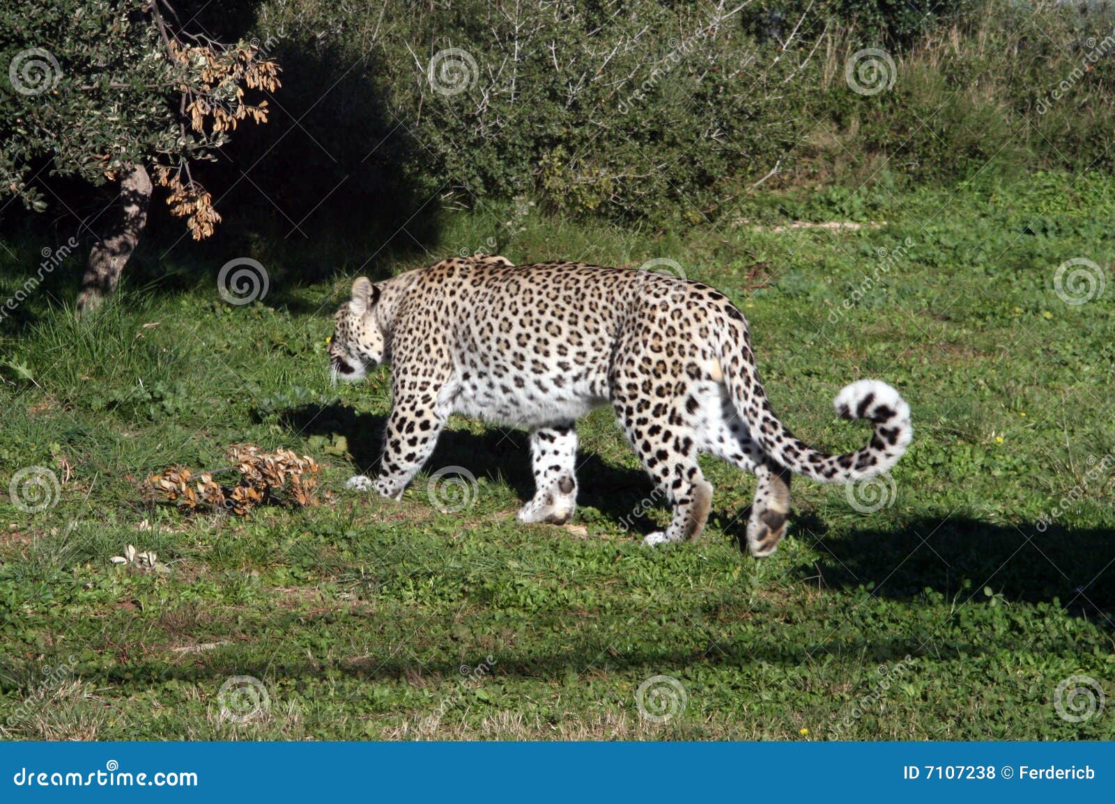 White leopard #1 stock photo. Image of dangerous, wild - 7107238