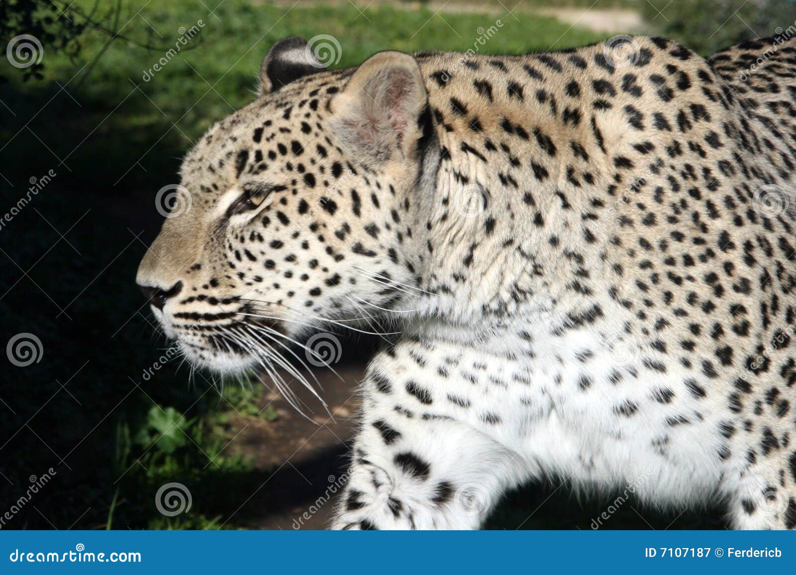 White leopard #5 stock image. Image of animal, leopard - 7107187
