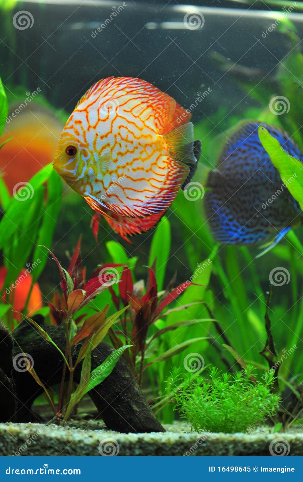 White Leopard Discus Fish in Aquarium Stock Image - Image of exotic ...