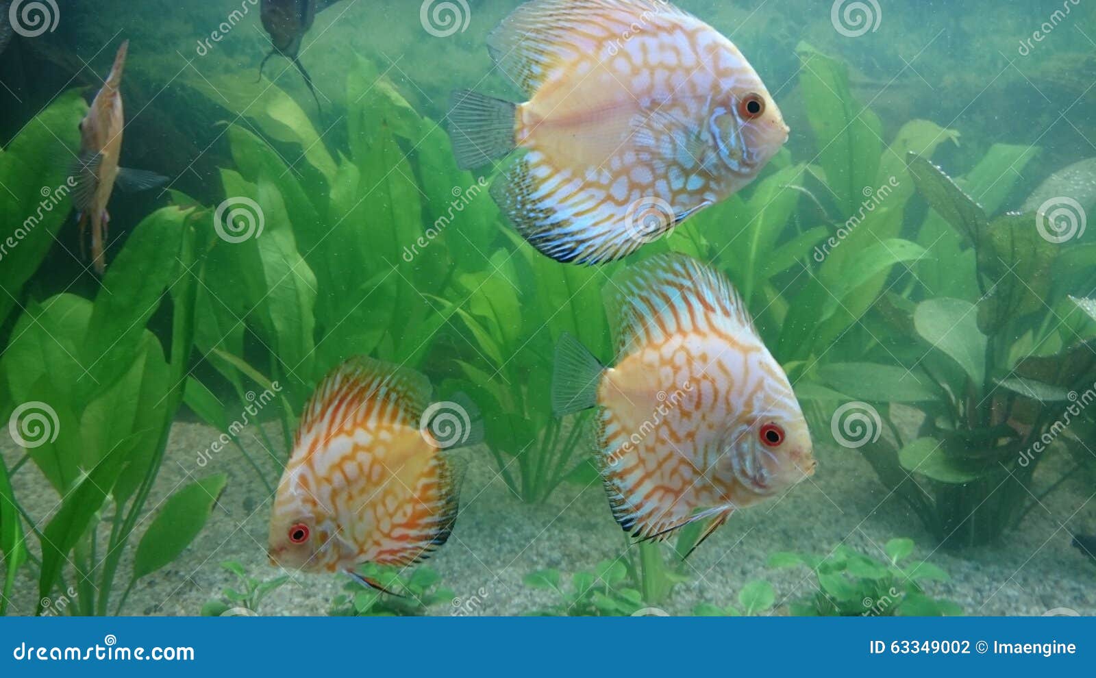 White Leopard Discus Fish Aquarium Stock Photo - Image of color, tropic ...
