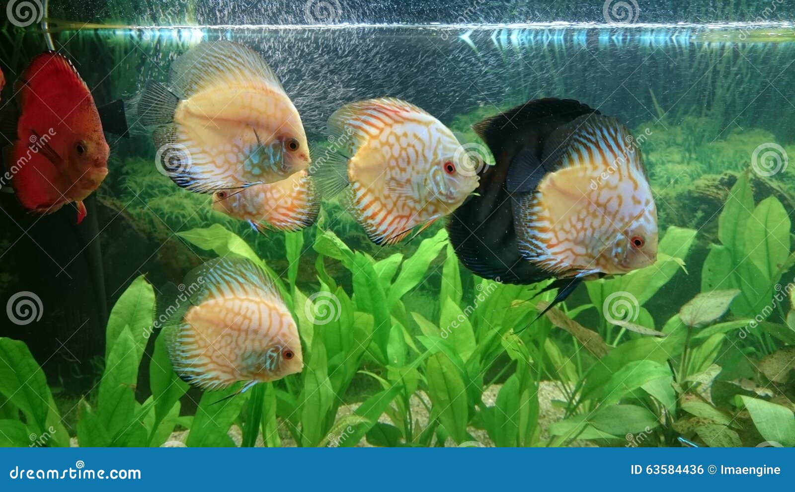 White Leopard Discus Fish Aquarium Stock Photo - Image of jewel, shoal ...