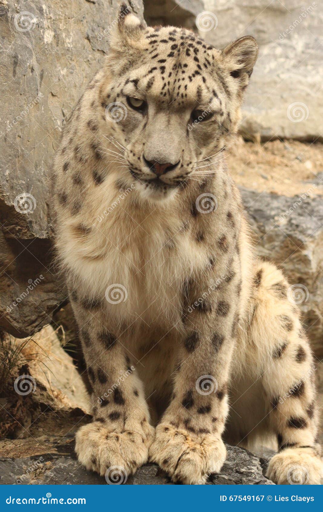 White leopard stock image. Image of wild, tiger, life - 67549167