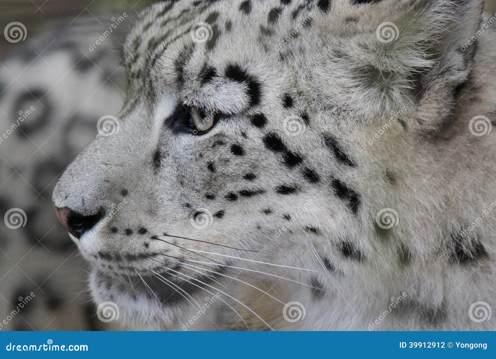 White Leopard stock photo. Image of white, paradise, united - 39912912