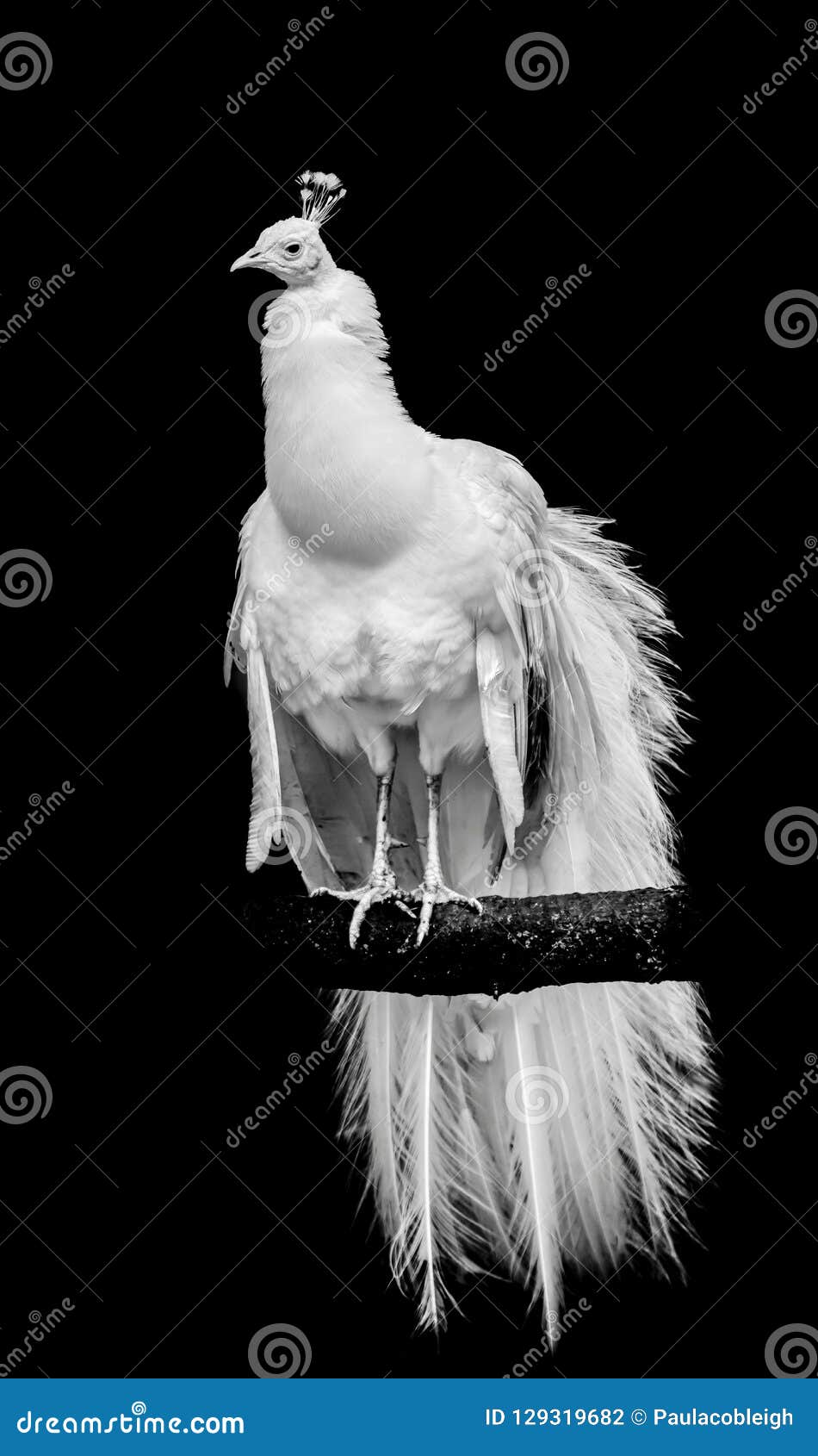 A White Leucistic Peacock Perched on a Branch with Black Background ...