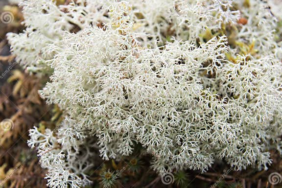 White lichen stock photo. Image of biological, north, lichen - 9965566
