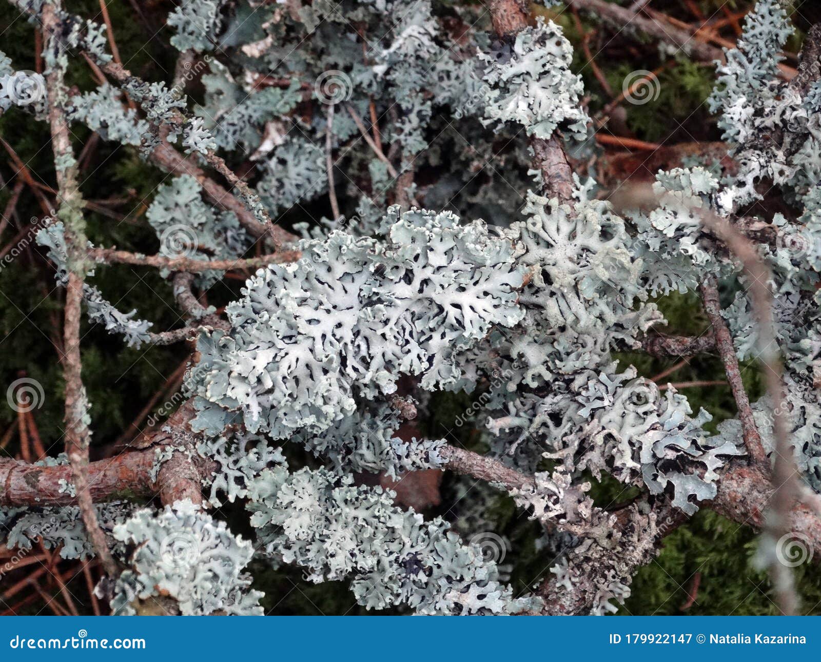 White Lichen on Old Pine Branches in a Pine Forest Stock Image - Image ...