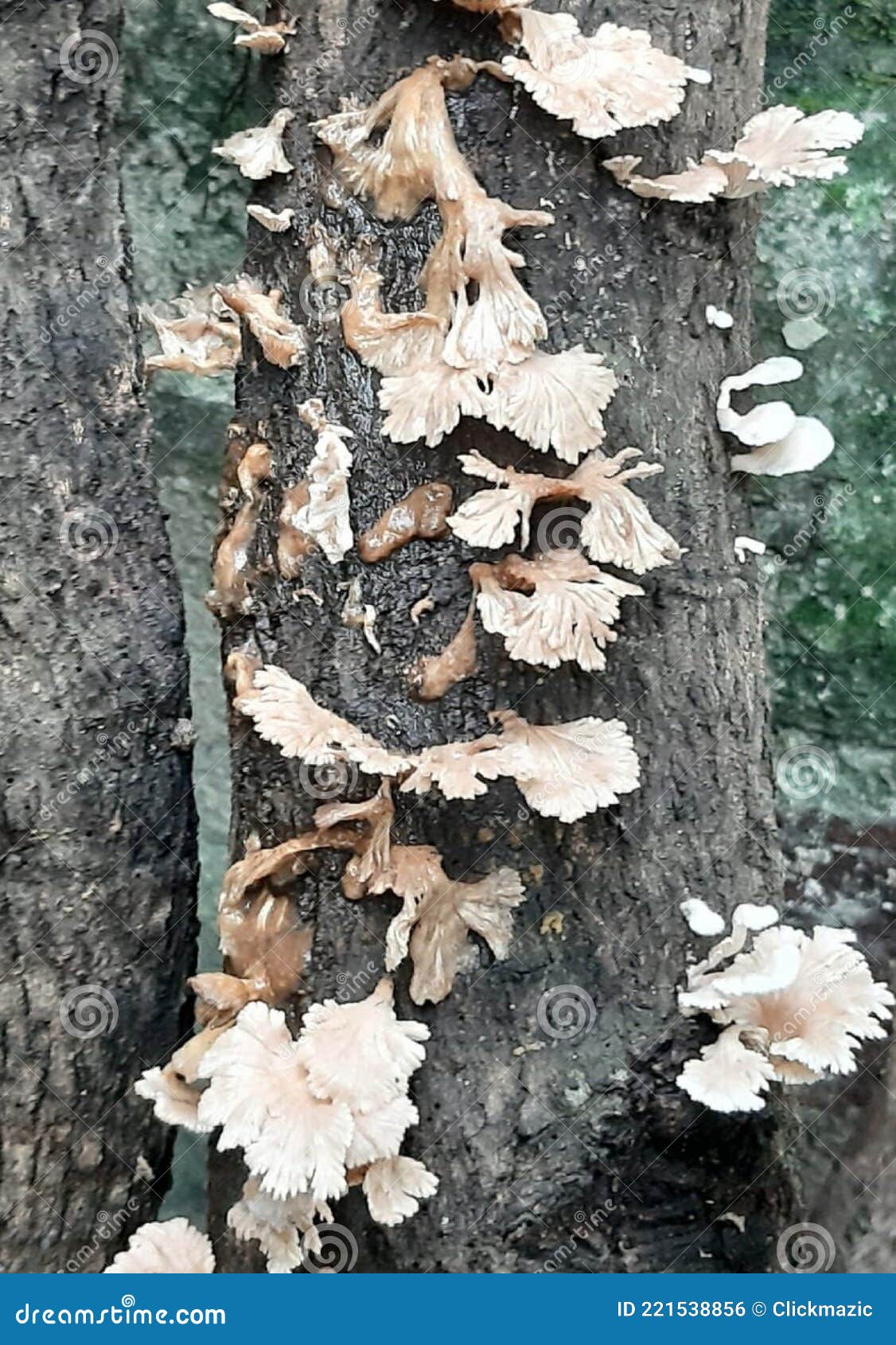 White Lichen on the Tree in Forest Side Stock Photo - Image of flowers ...