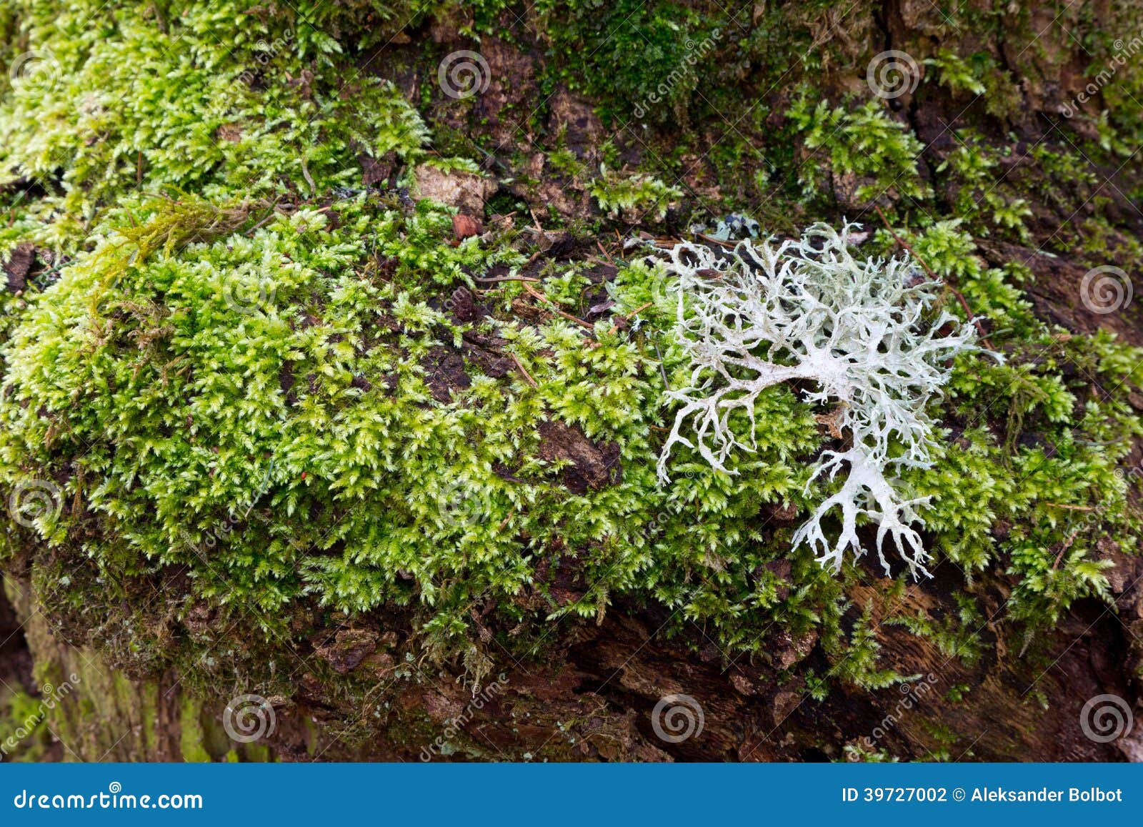 White lichen on tree moss stock photo. Image of moss - 39727002