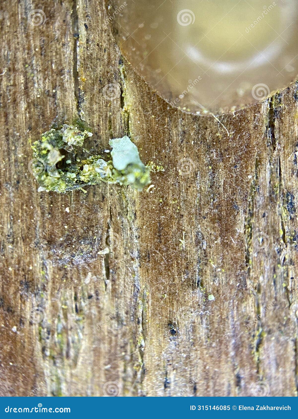 White Lichen Under a Microscope, Extreme Close-up Photo Stock Image ...