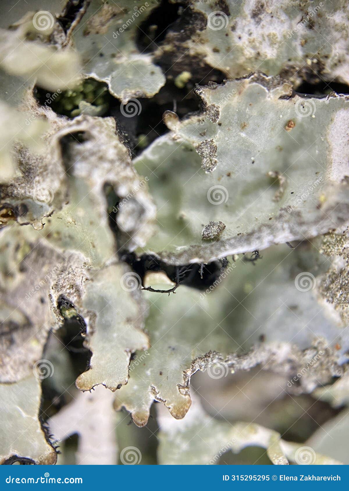 White Lichen Under a Microscope, Extreme Close-up Photo Stock Image ...