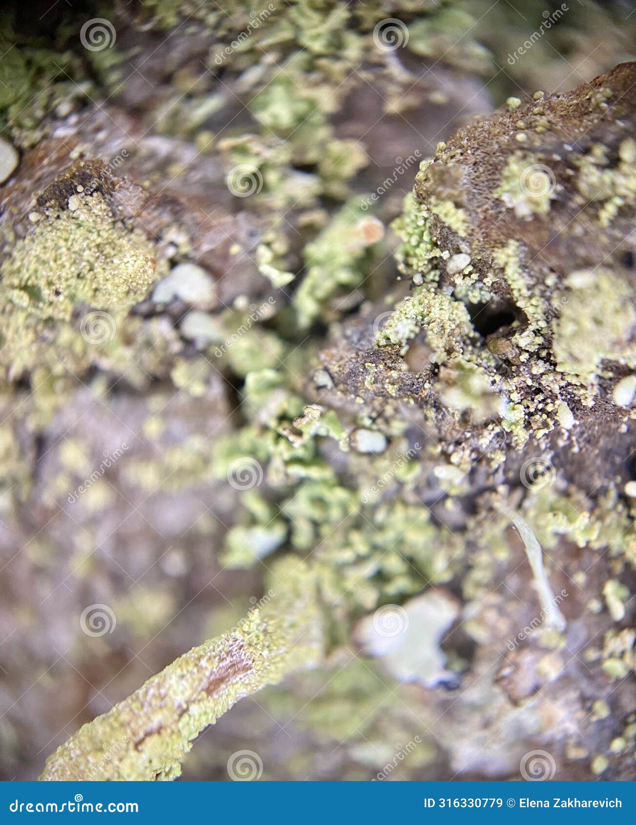 White Lichen Under a Microscope, Extreme Close-up Photo Stock Image ...