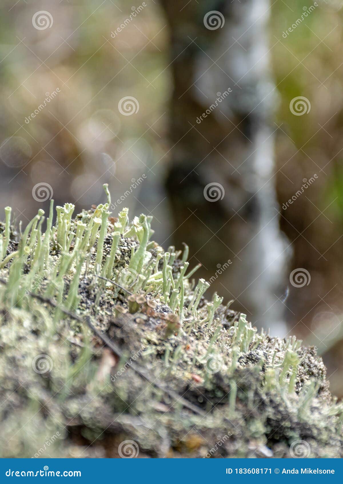White Lichens, Close-up View, Wallpaper Stock Image - Image of lichen ...