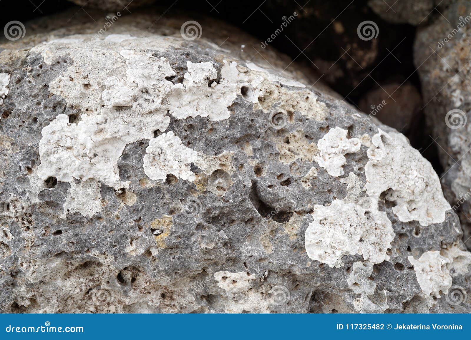 White lichens on the rock stock photo. Image of fruticose - 117325482