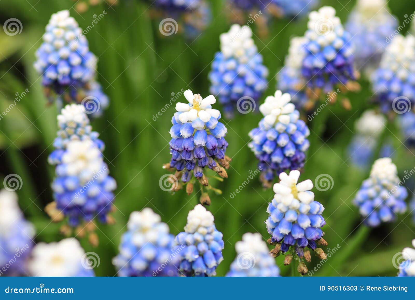 White Light Blue and Dark Blue Hyacinth Stock Image - Image of dark ...