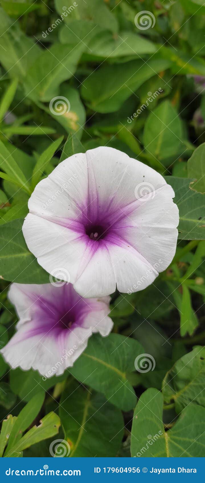White Light Pink Colour Kalmi Flower Nature Stock Photo - Image of ...