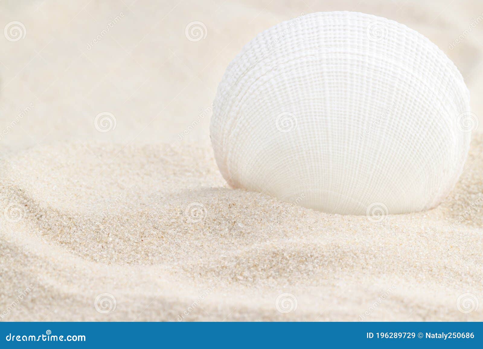 White Light Seashell Standing Vertical on Sand Surface Beach Macro ...