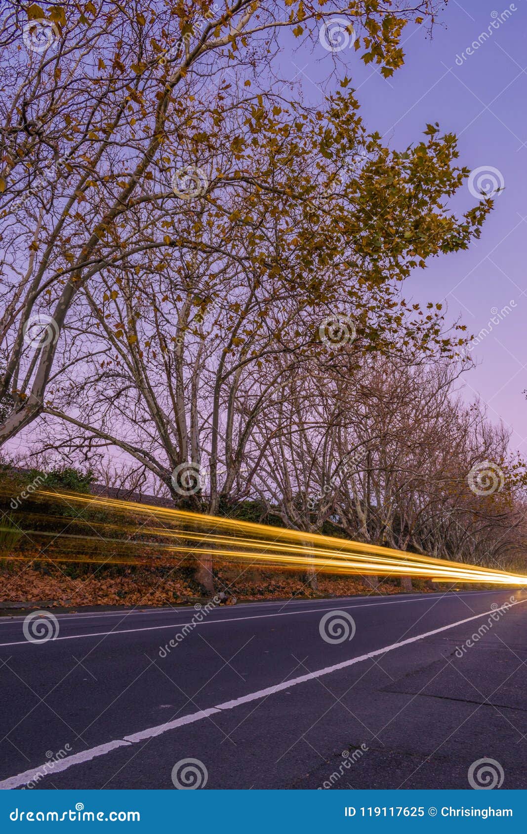 Light Trails with Winter Trees in Background Stock Image - Image of ...