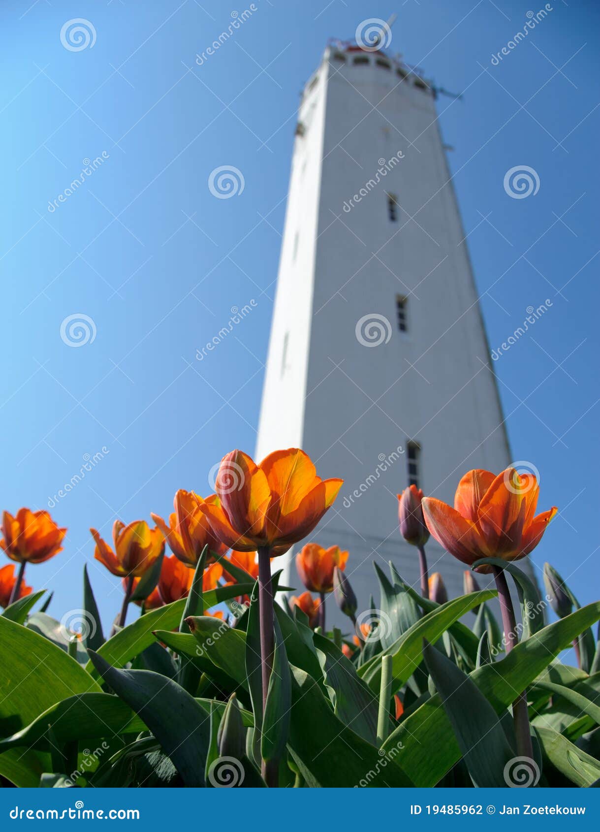 White Lighthouse with Orange Tulips Stock Photo - Image of season ...