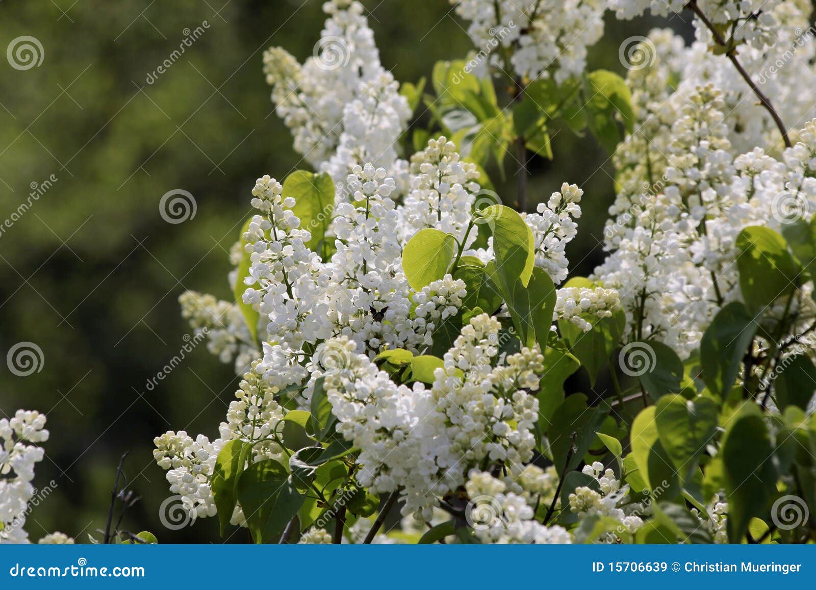 White Lilac stock image. Image of white, lamiales, april - 15706639
