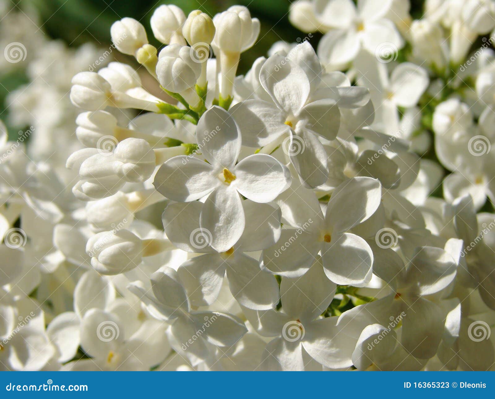 White lilac stock image. Image of smell, branch, beauty - 16365323