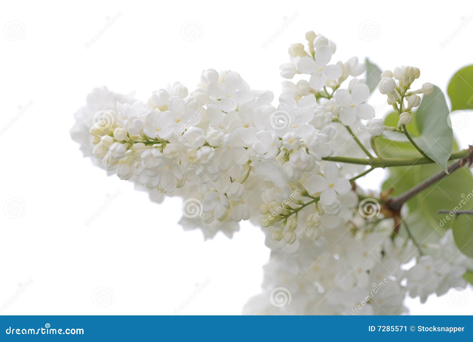 White lilac stock image. Image of branch, plant, vulgaris - 7285571