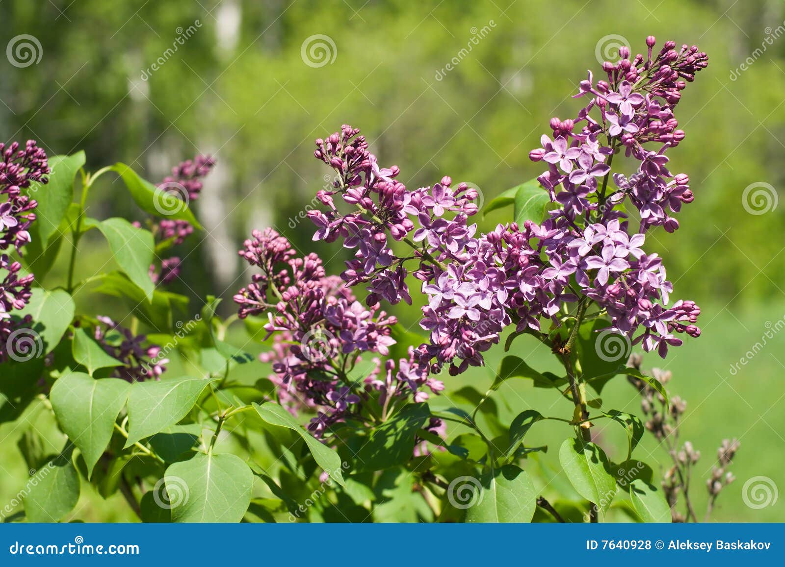 White lilac stock photo. Image of outdoors, color, sunlight - 7640928