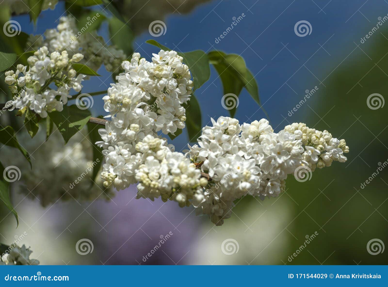 White lilac on a bush stock image. Image of floral, abstract - 171544029