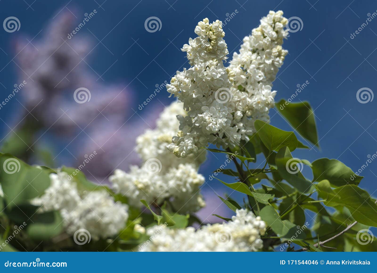 White lilac on a bush stock photo. Image of arrangement - 171544046