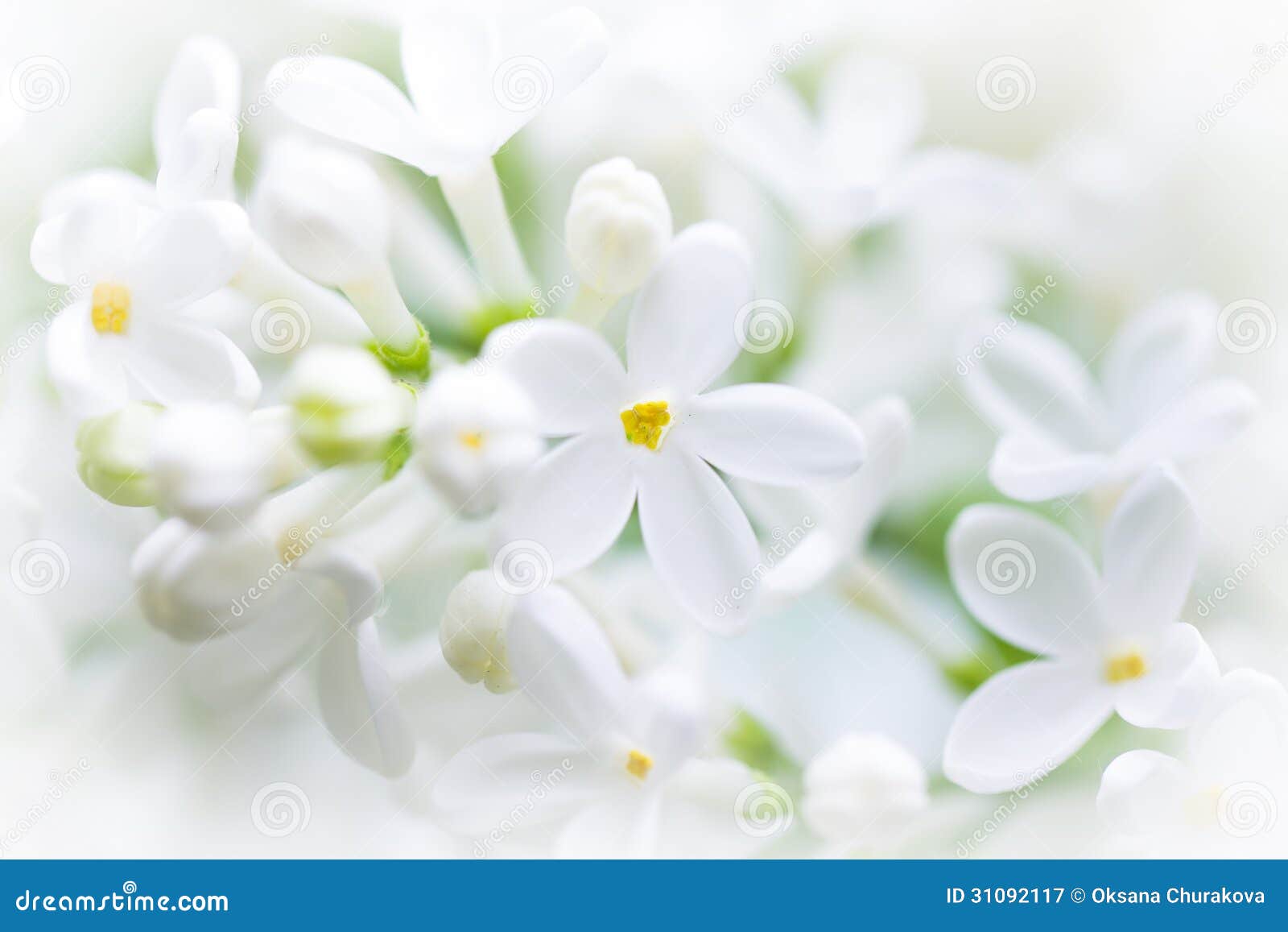 20,096 Flower Luck Stock Photos - Free & Royalty-Free Stock Photos from ...