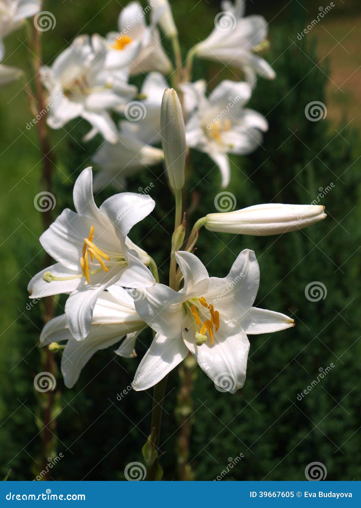 White lilac lily stock image. Image of spring, stark - 39667605