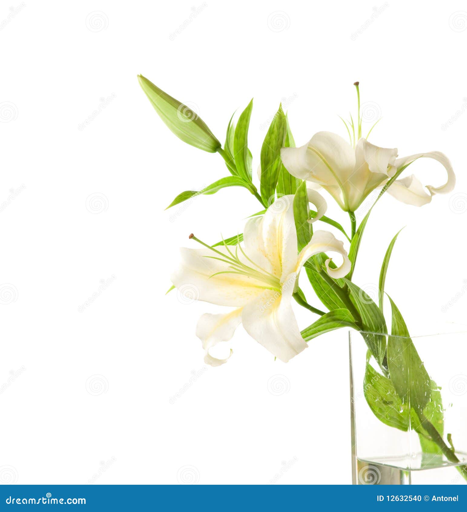 White lilies ' bunch stock photo. Image of flower - 12632540