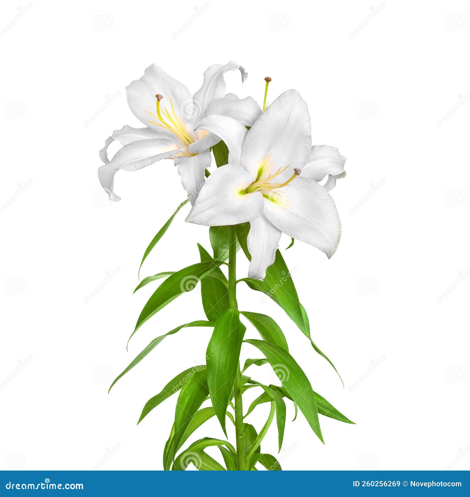 White Lilies. Lilies Flowers Stock Image - Image of bouquet, closeup ...