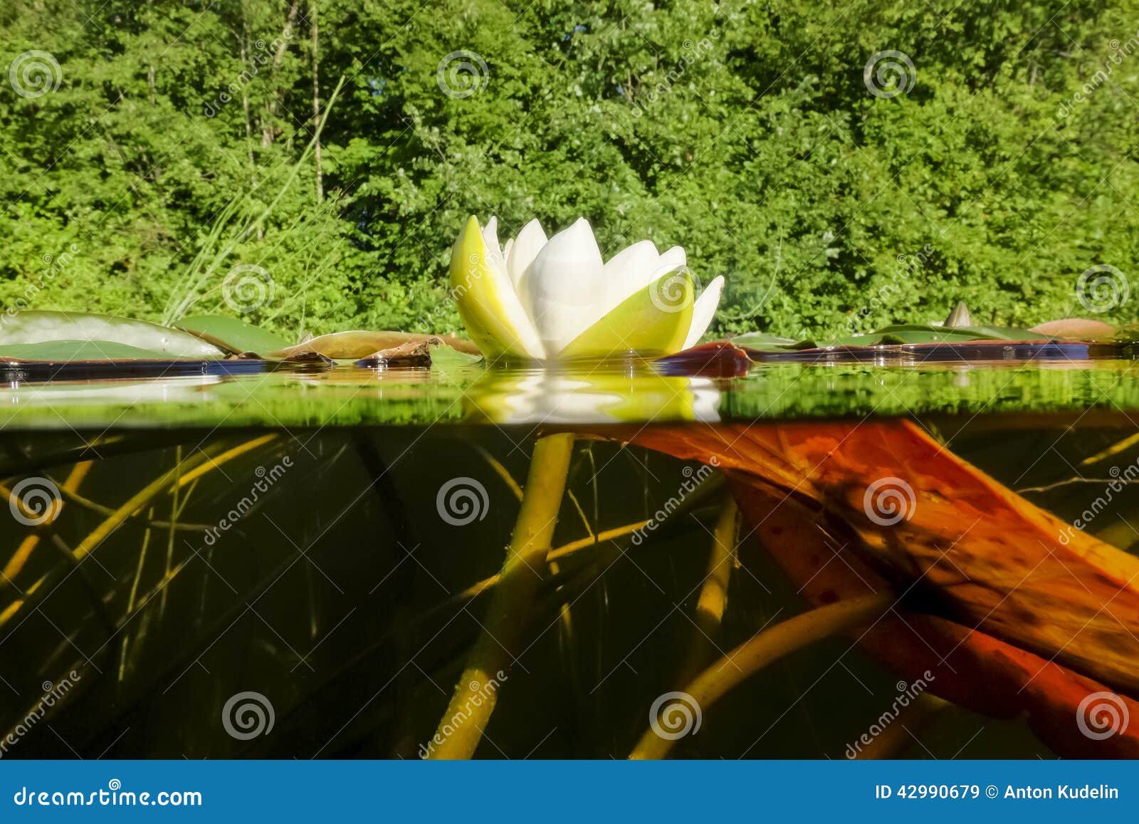 White Lilies on the Lake. View Over the Water and Under the Water ...