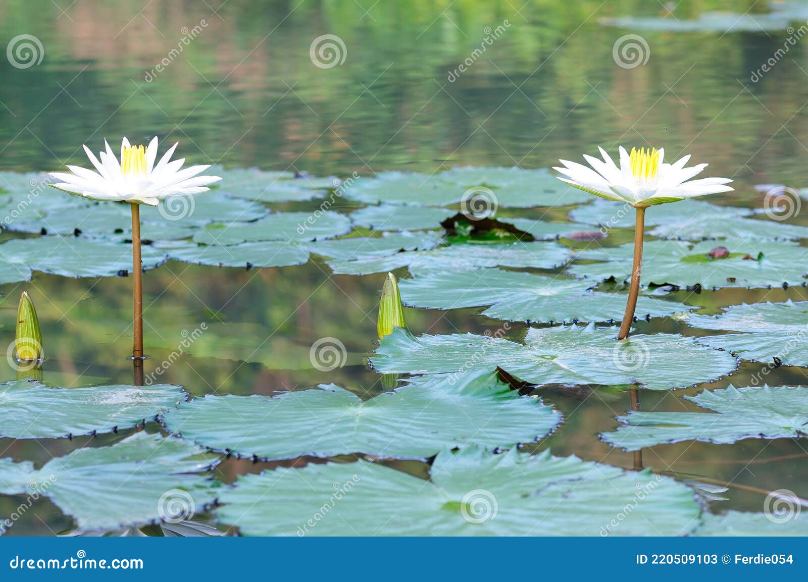 White Lilies on a Pond stock image. Image of botanical - 220509103