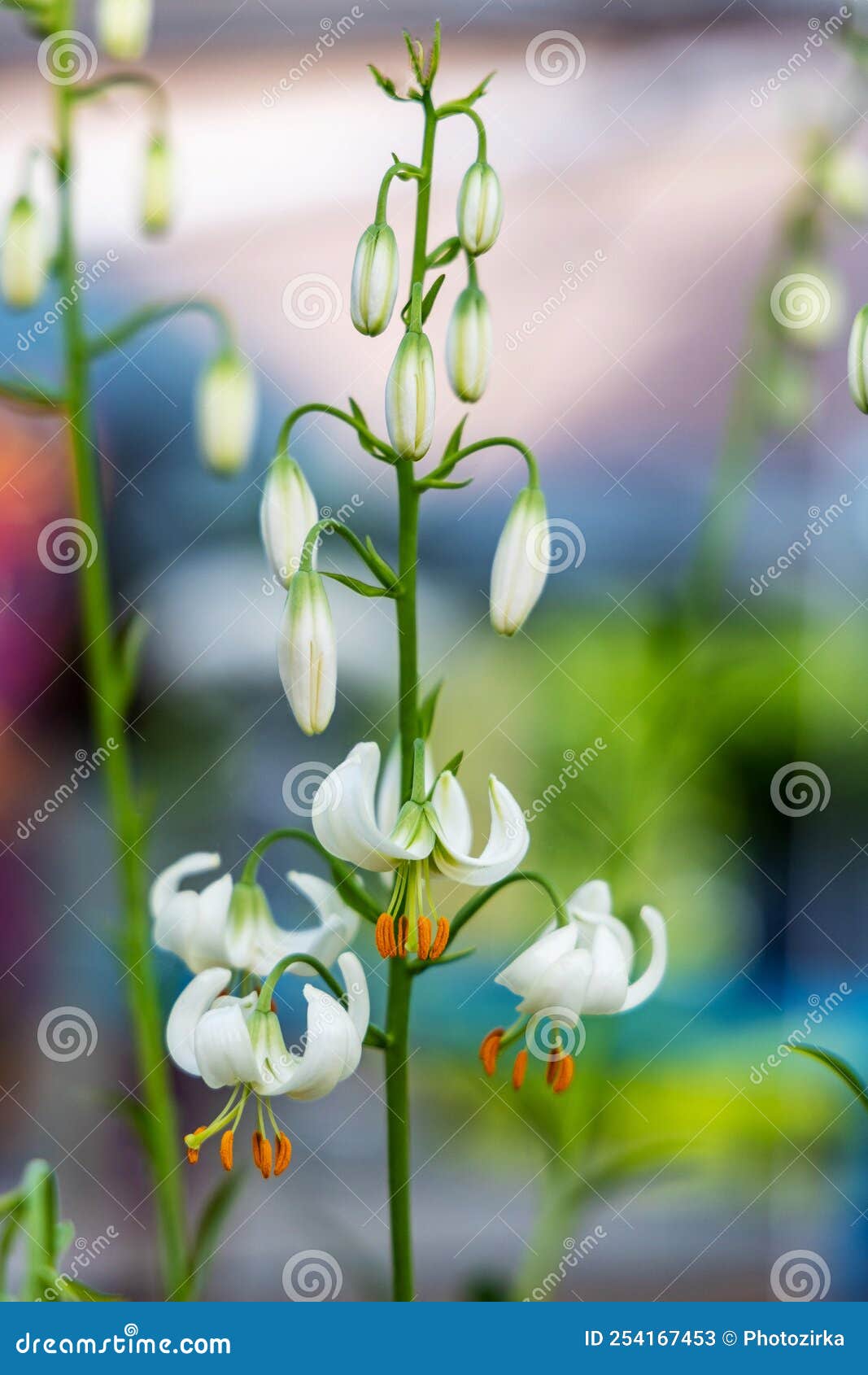 White Lilies with a Turban-shaped Flower Stock Image - Image of closeup ...