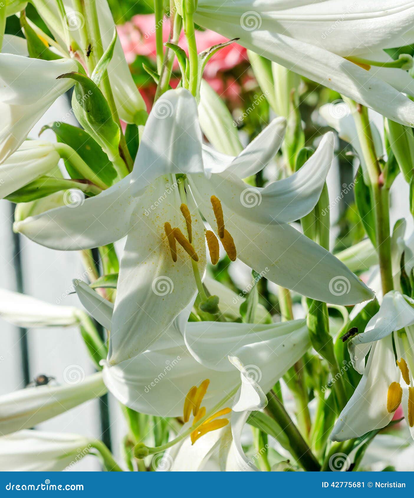 White Lilium Flower (members of Which are True Lilies) Stock Image ...