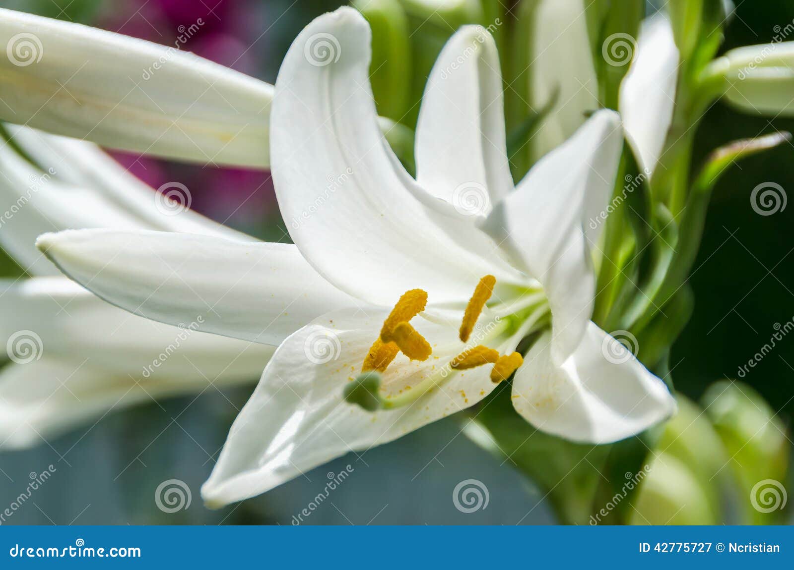 White Lilium Flower (members of Which are True Lilies) Stock Image ...
