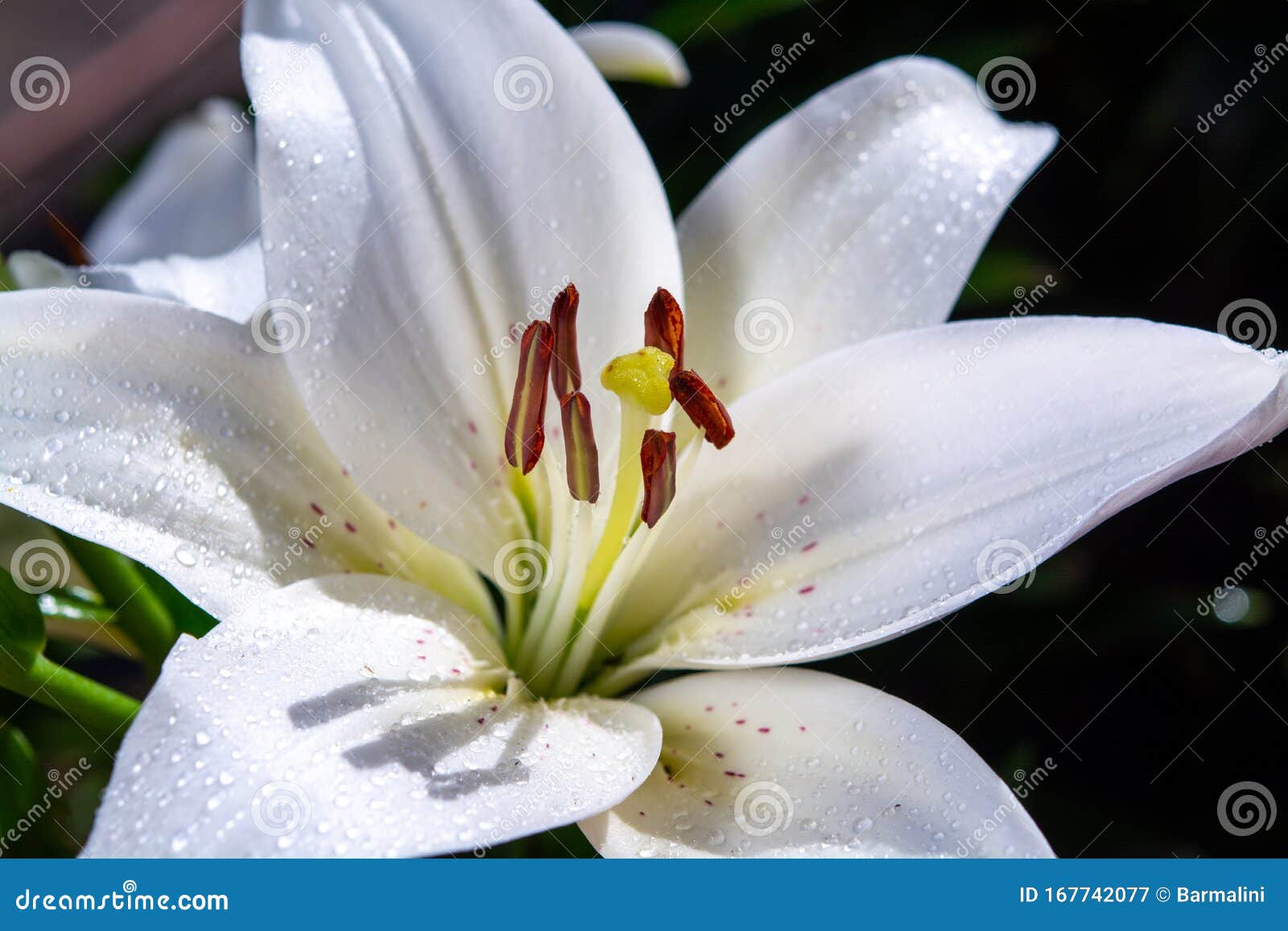 White Lilium Lily Flowers, Symbol of Love and Innocence Stock Image ... White Lilium Lily Flowers, Symbol of Love and Innocence Stock Image ...
