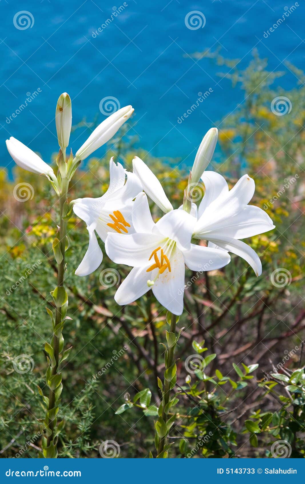 White lilly stock image. Image of nature, sunny, love - 5143733