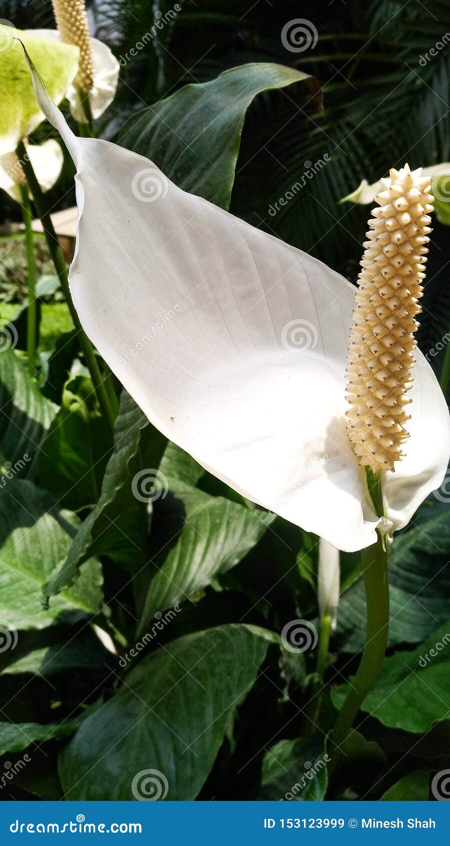 White Lilly Flower in Bright Sunlight. Stock Image - Image of shrub ...
