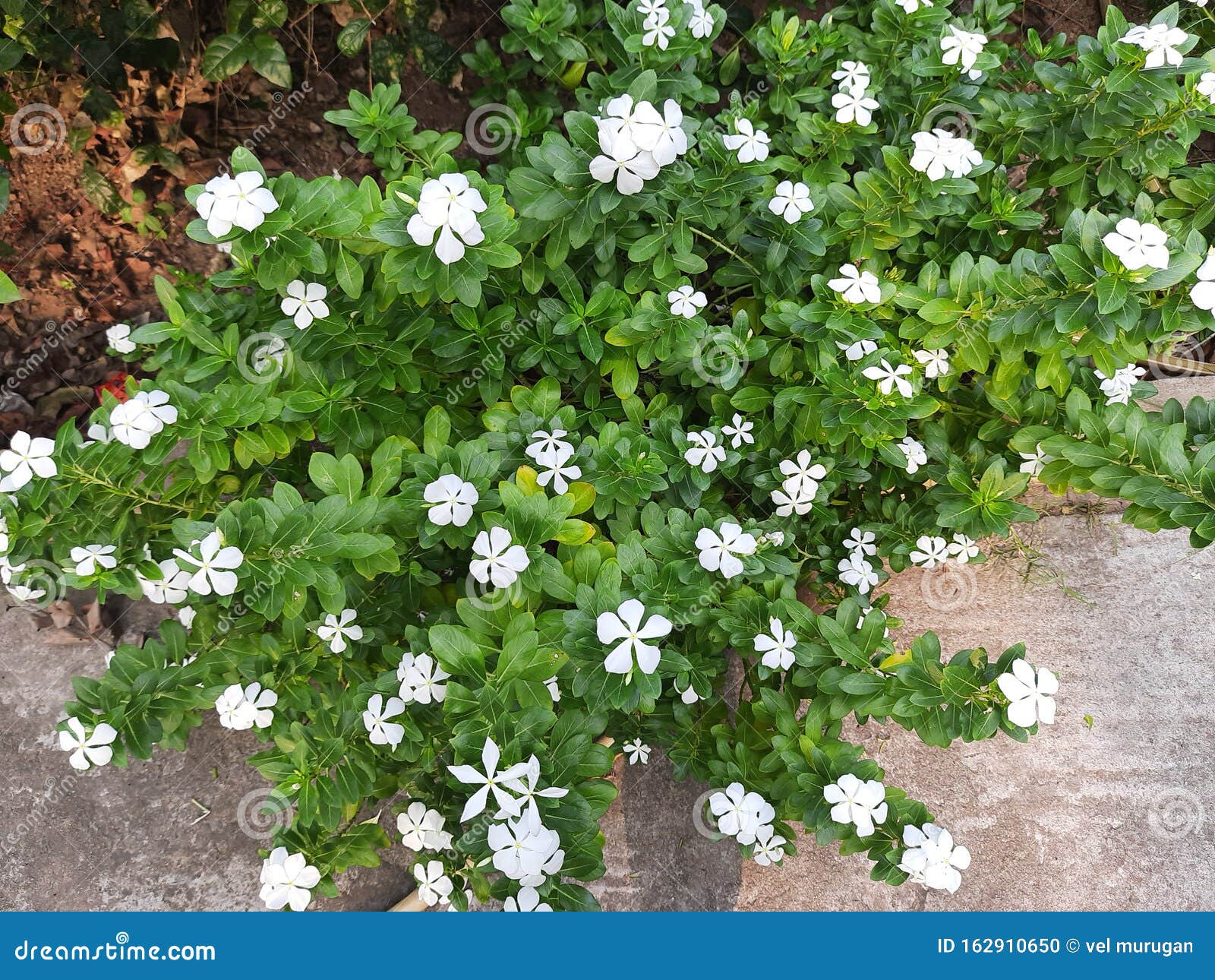 White Lilly Flower Diabetic Medicines Stock Photo - Image of white ...