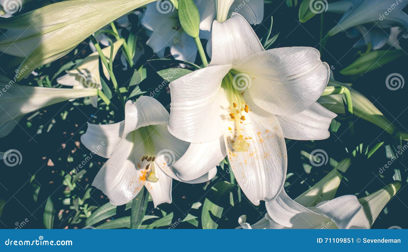 White lilly garden. stock image. Image of botany, background - 71109851