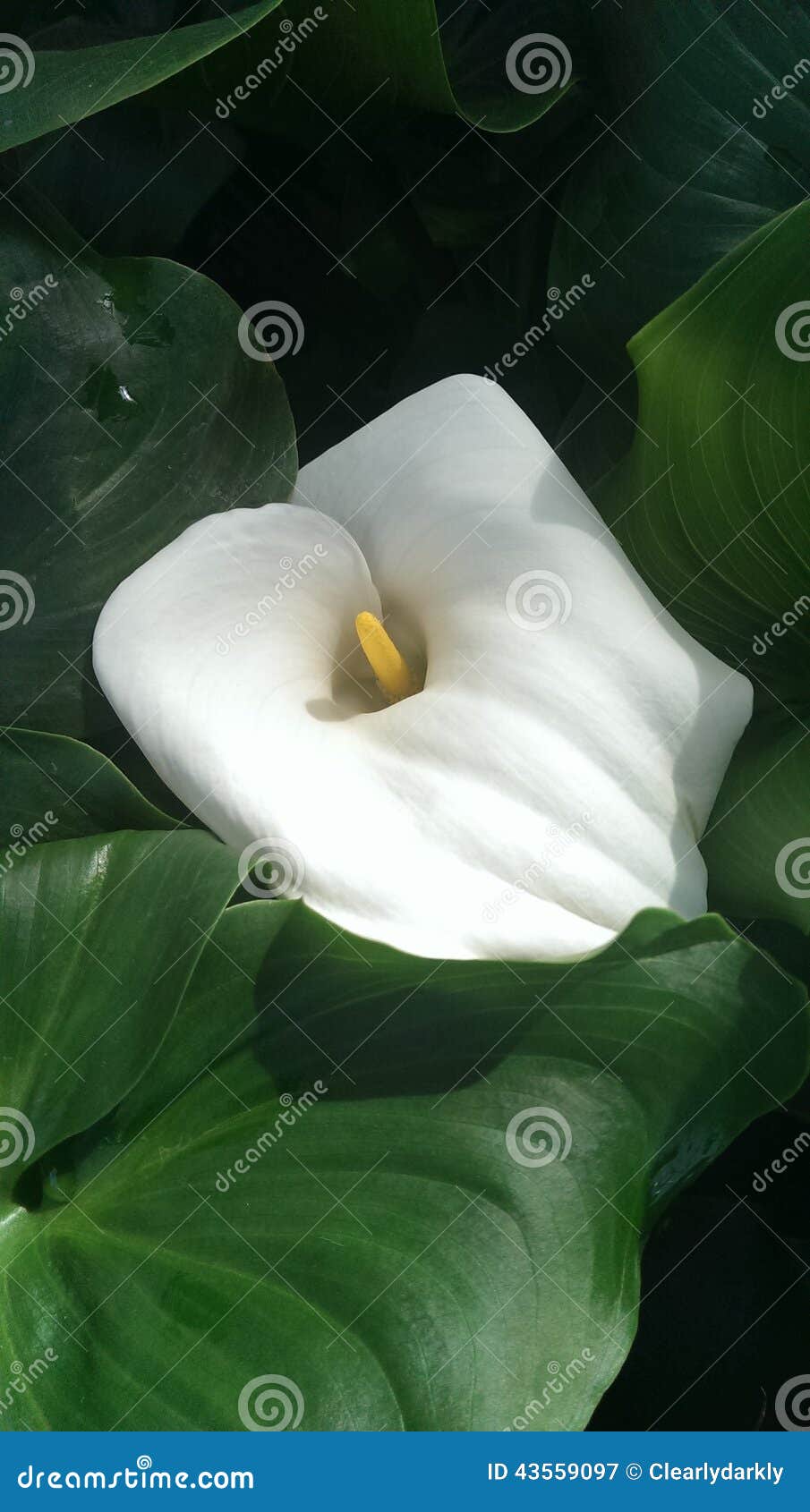 White Lilly stock image. Image of white, garden, lilly - 43559097