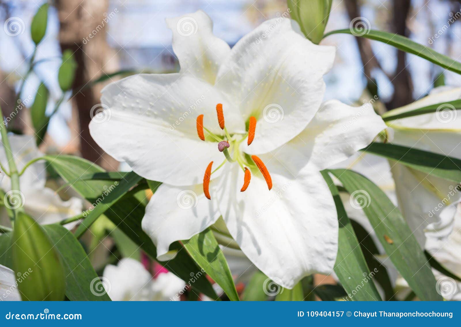 White lilly stock image. Image of season, park, plant - 109404157