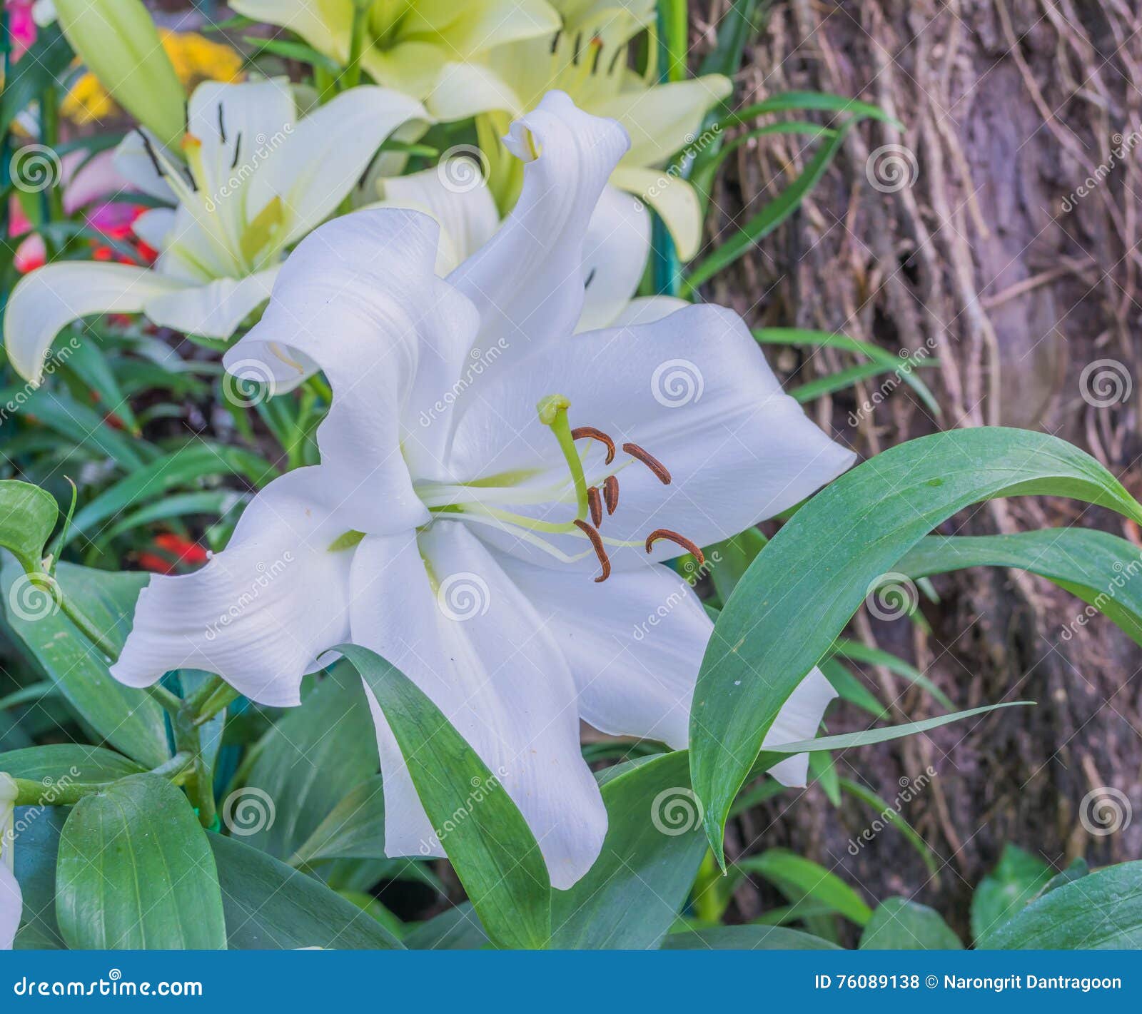 White lilly stock photo. Image of natural, fresh, abstract - 76089138