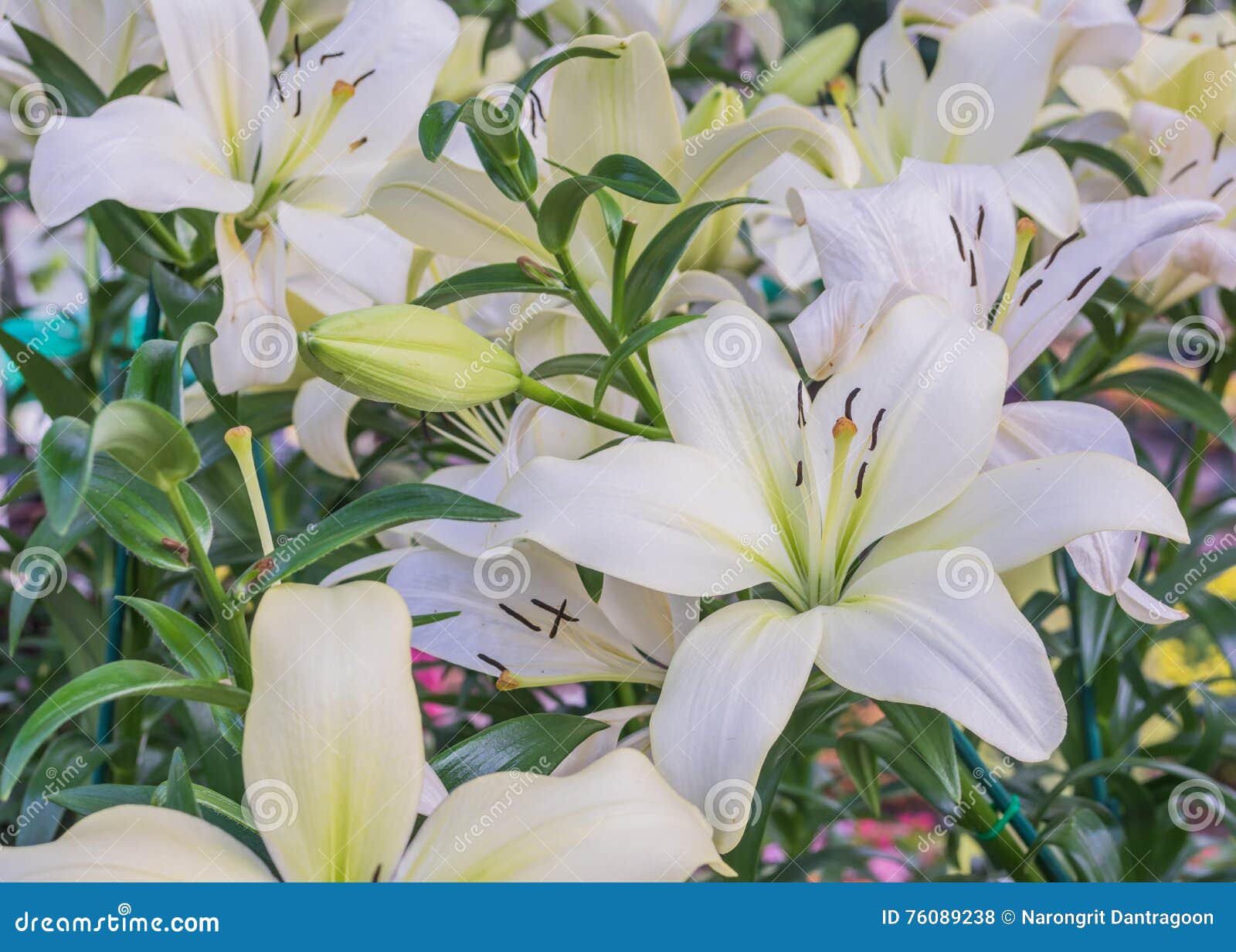 White Lilly Flower Stock Photography | CartoonDealer.com #29978912