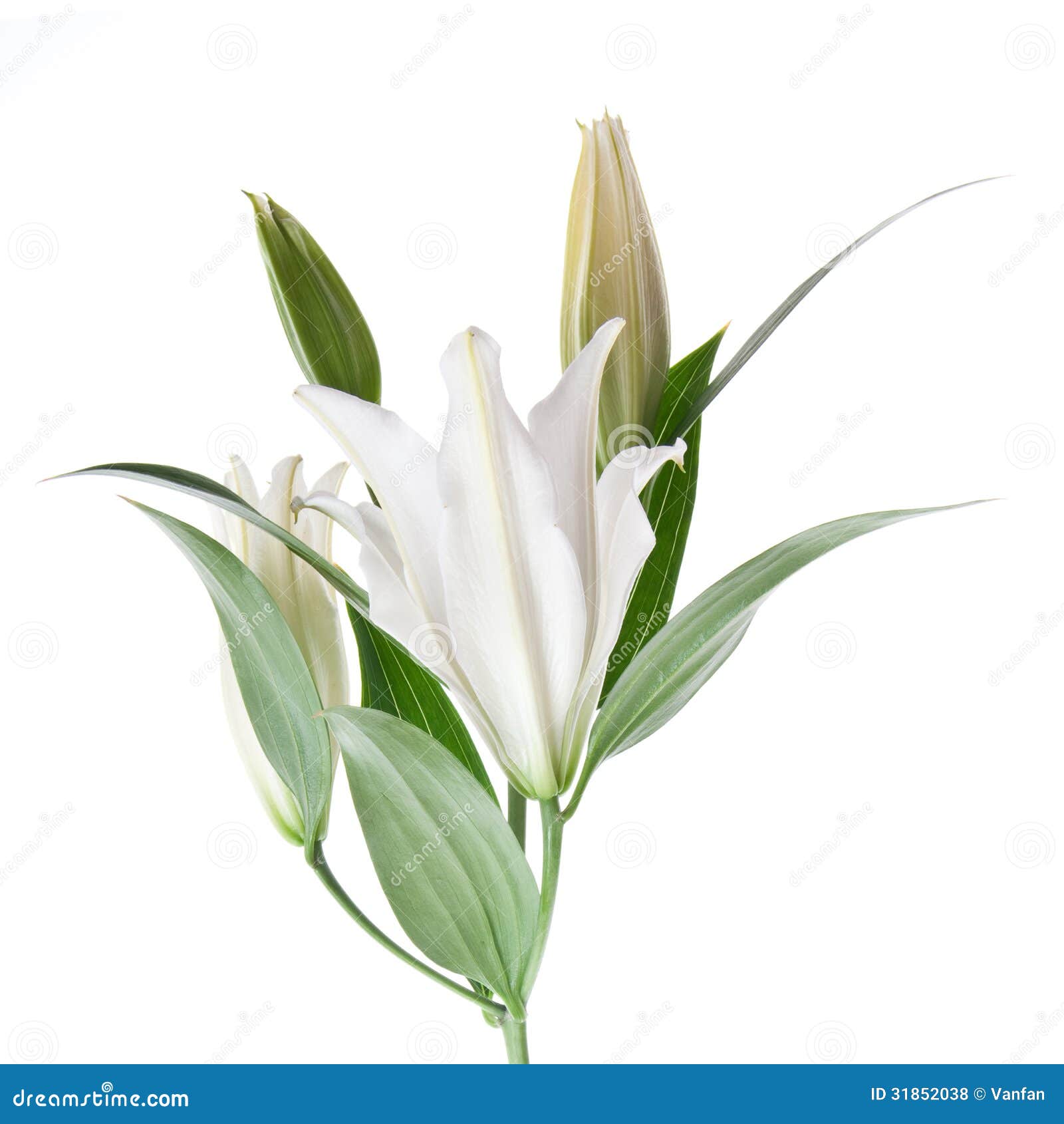 White Lilly Flower Stock Photography | CartoonDealer.com #29978912