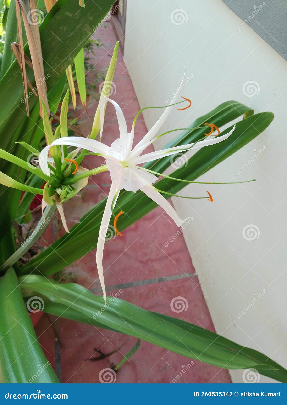 White lilly landscape stock photo. Image of branch, green - 260535342